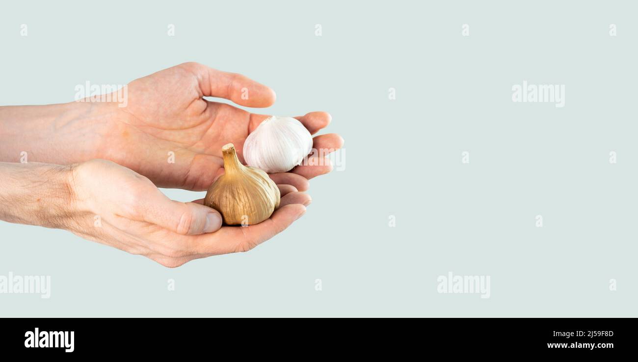 Garlic and fermented garlic in the hands on a green background. Hands ...