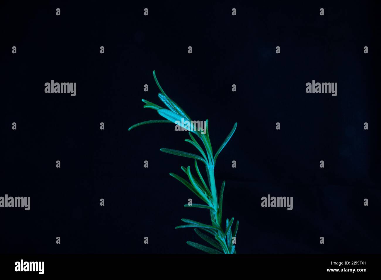 isolated single stem of the herb rosemary with blue filtered light on a ...