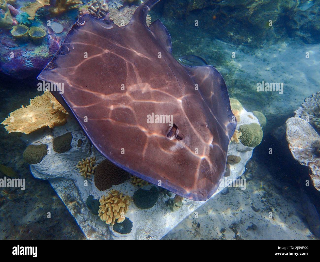 A stingray swimming over coral and rock reef underwater Stock Photo - Alamy