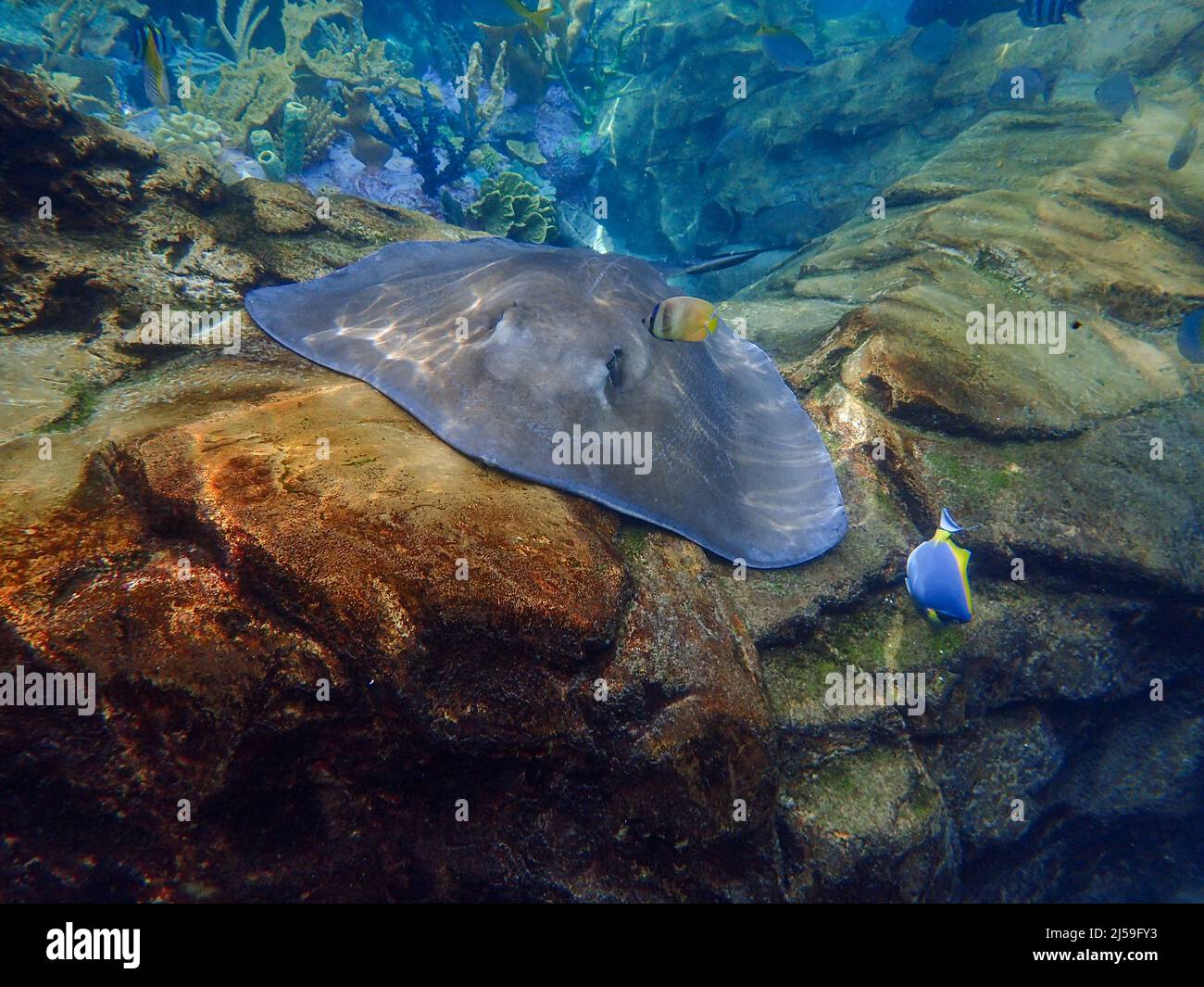 A stingray swimming over coral and rock reef underwater Stock Photo - Alamy