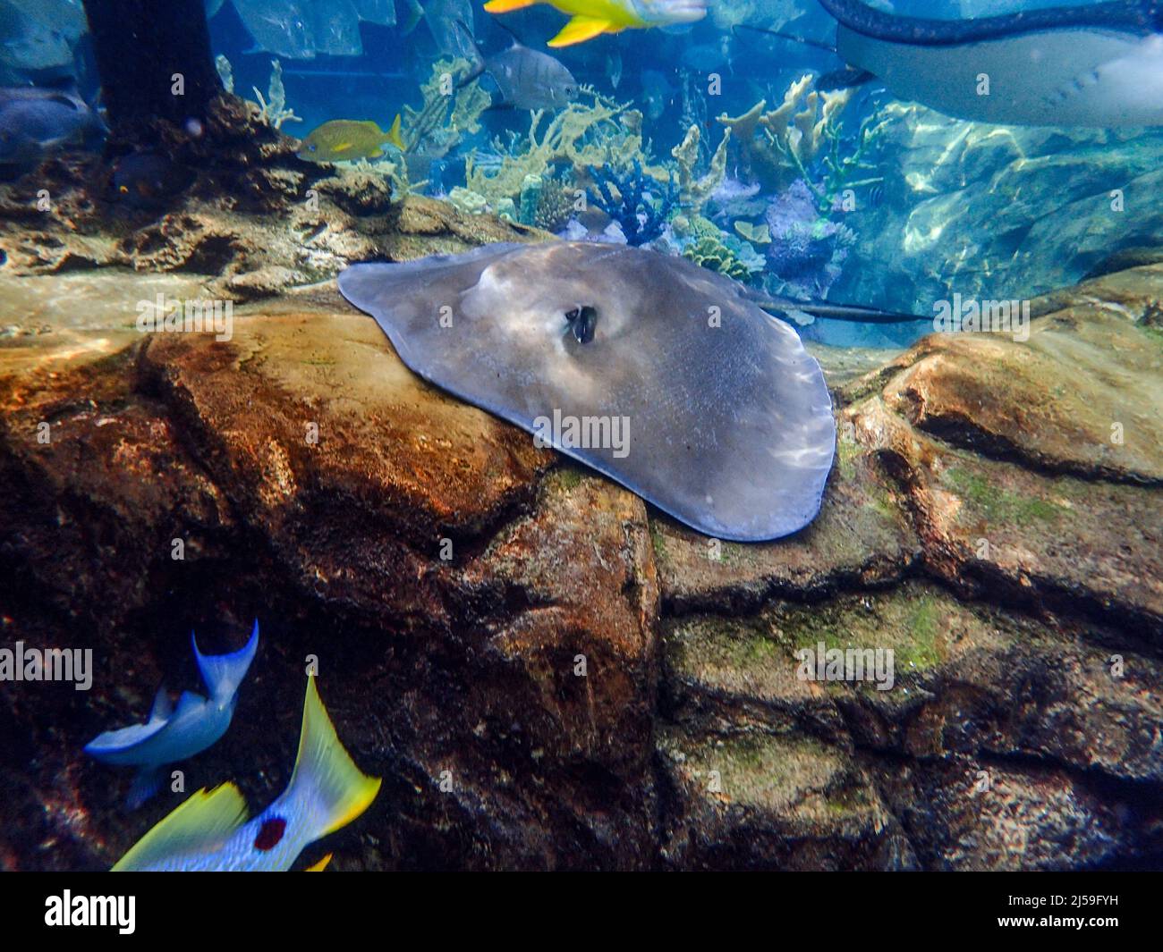 A stingray swimming over coral and rock reef underwater Stock Photo - Alamy