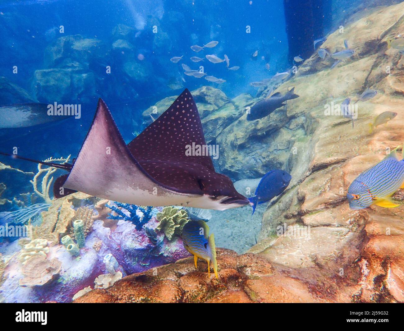 An Eagle Ray swimming over coral reef, stingray Stock Photo - Alamy