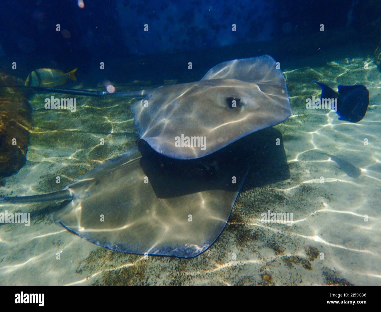 A stingray swimming over coral and rock reef underwater Stock Photo - Alamy