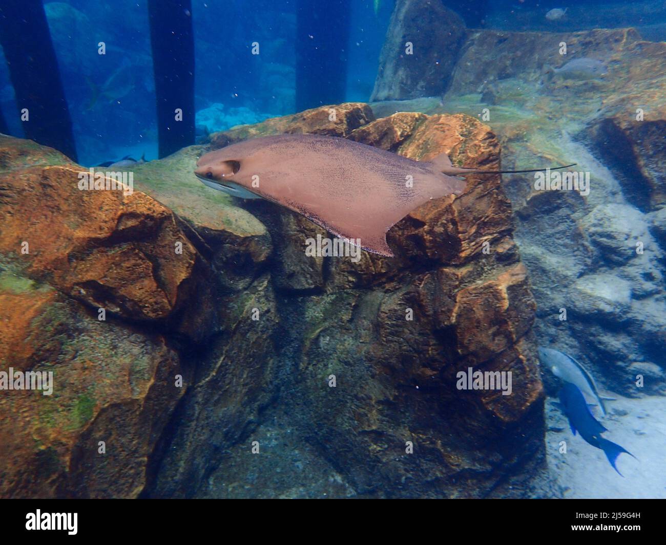 Cownose Ray swimming over coral reef, stingray Stock Photo - Alamy