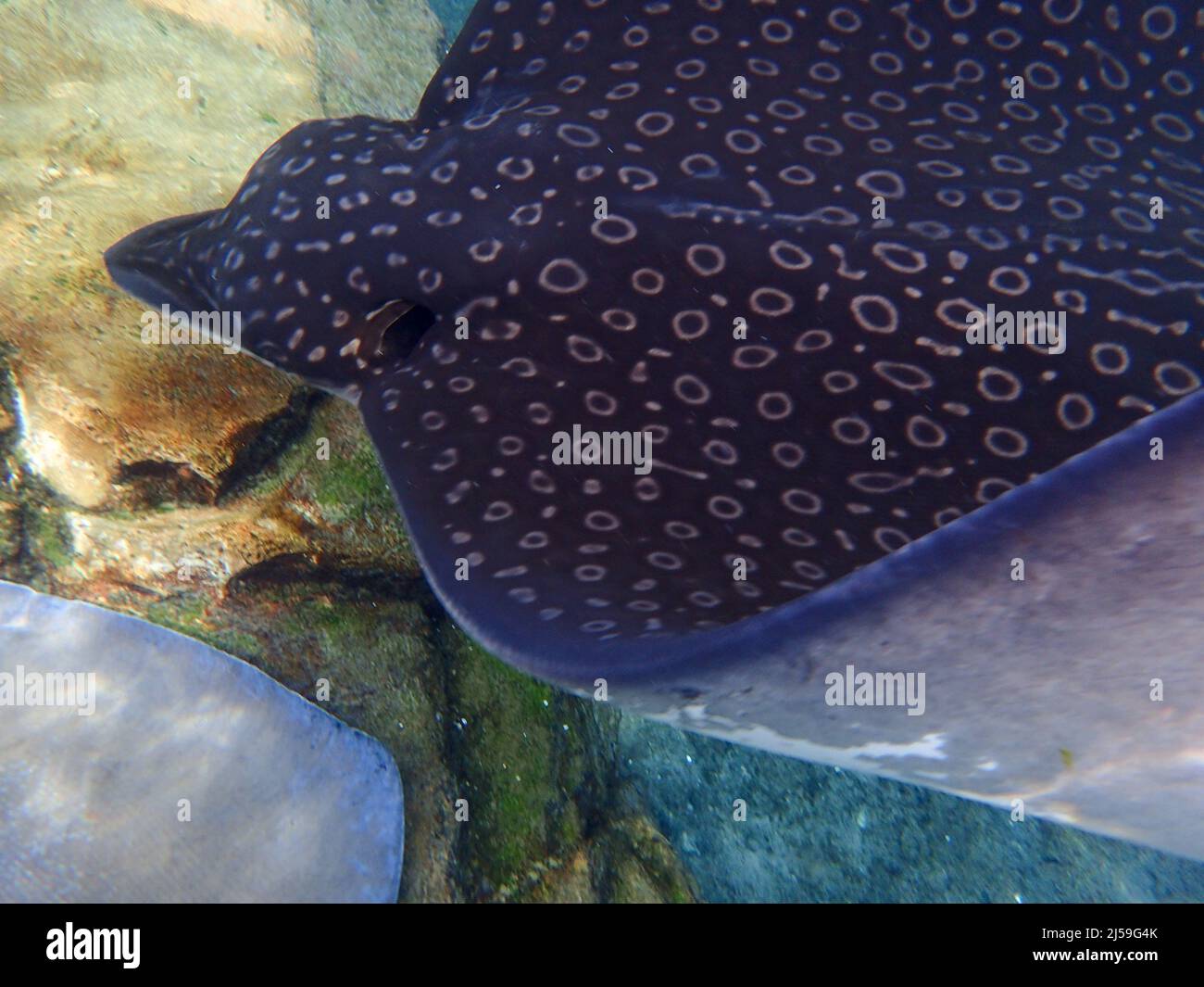 An Eagle Ray swimming over coral reef, stingray Stock Photo - Alamy
