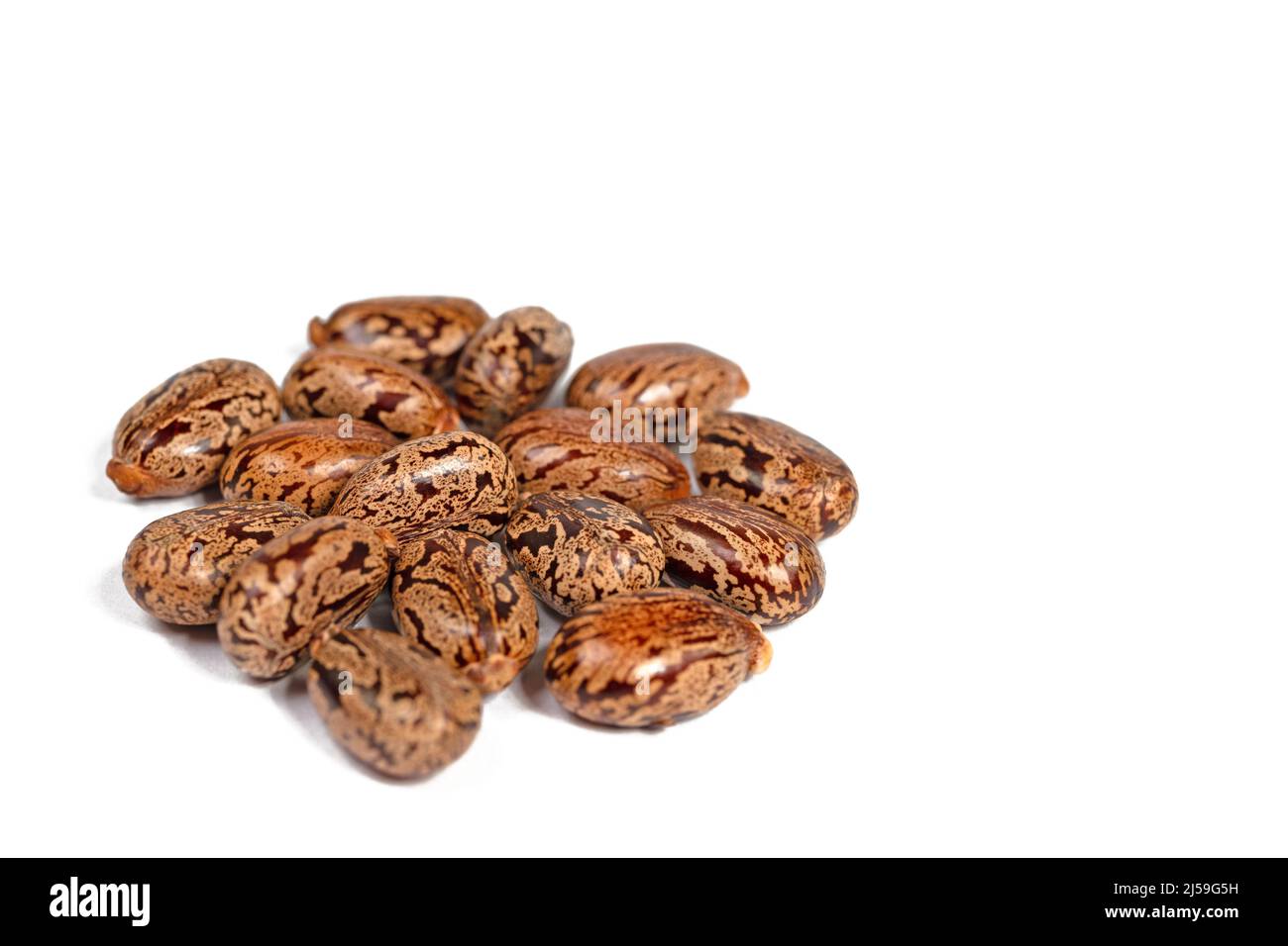 Seeds of the miracle tree, castor oil plant, against white background ...
