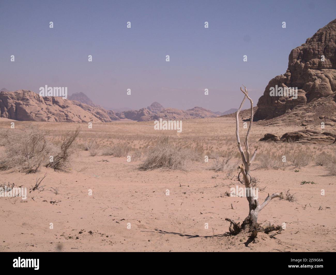 A solidary dead tree in a barren desert valley in Wadi Rum, Jordan ...