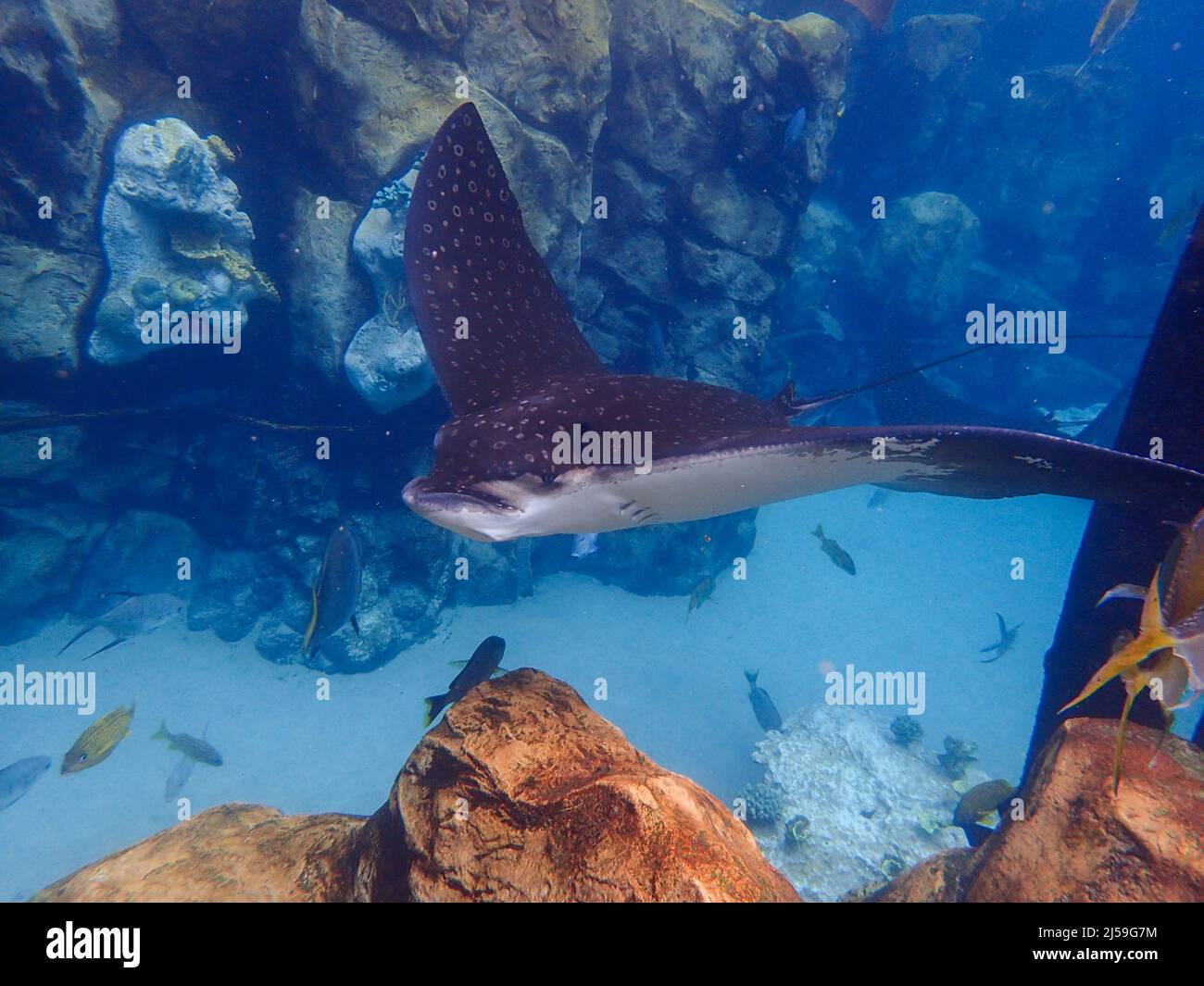 An Eagle Ray swimming over coral reef, stingray Stock Photo - Alamy