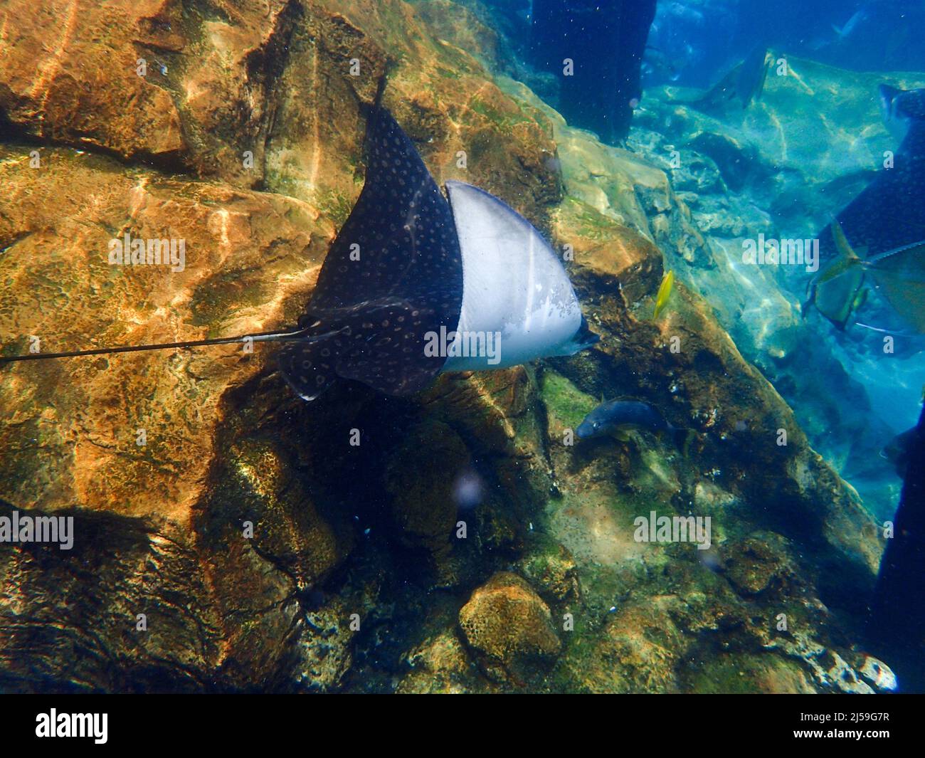 An underwater photo of an Eagle Ray swimming among the rock and coral ...