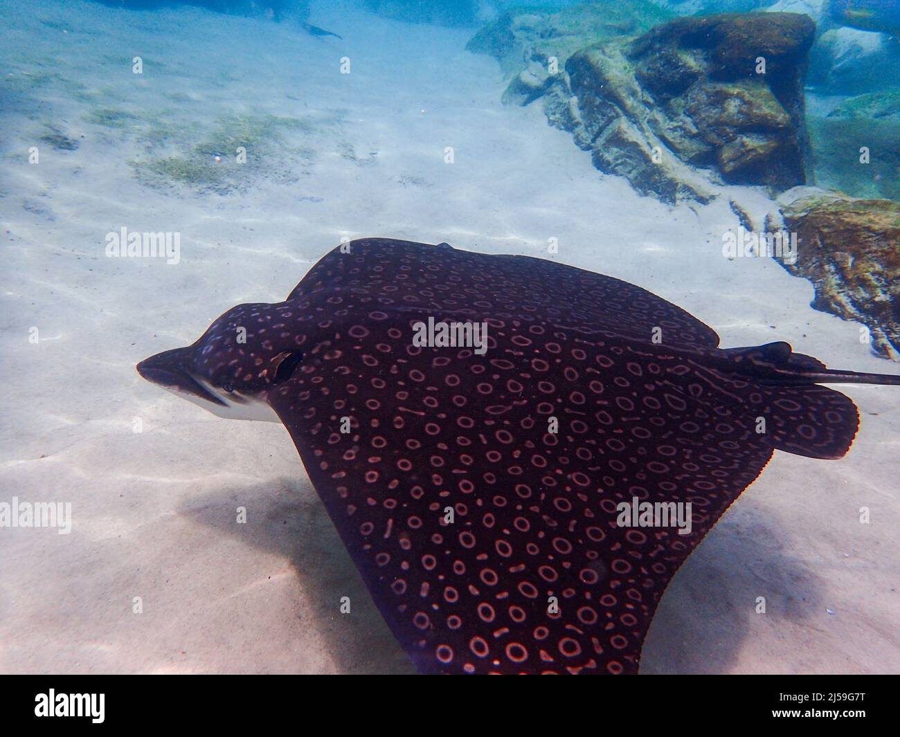 An Eagle Ray swimming over coral reef, stingray Stock Photo - Alamy