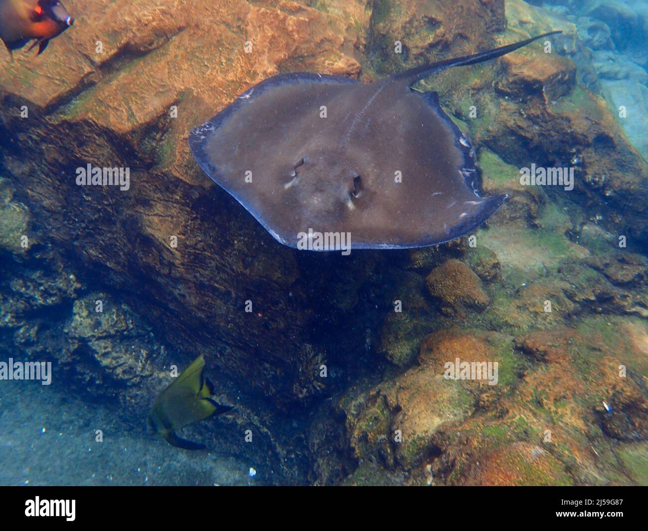 A stingray swimming over coral and rock reef underwater Stock Photo - Alamy