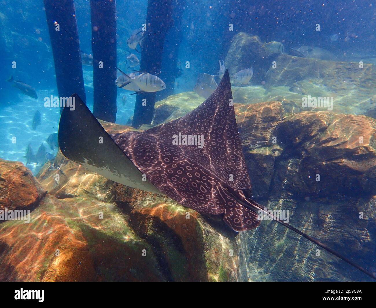 An Eagle Ray swimming over coral reef, stingray Stock Photo - Alamy