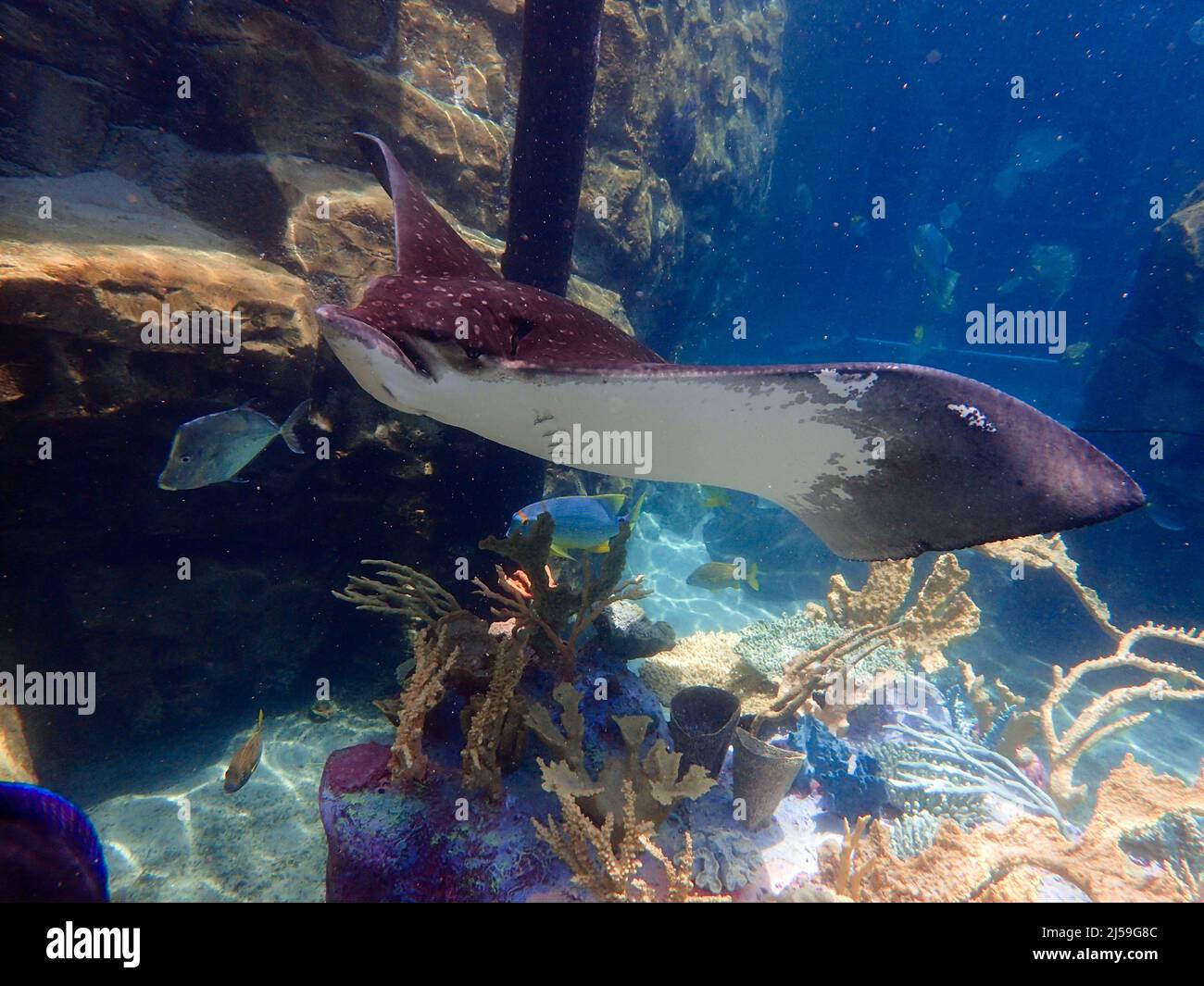 An Eagle Ray swimming over coral reef, stingray Stock Photo - Alamy