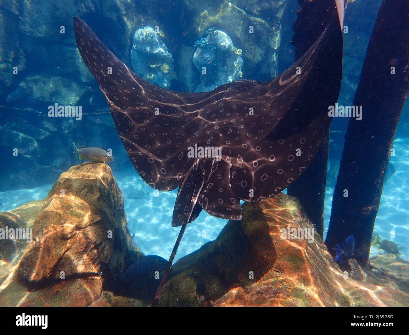 An Eagle Ray swimming over coral reef, stingray Stock Photo - Alamy