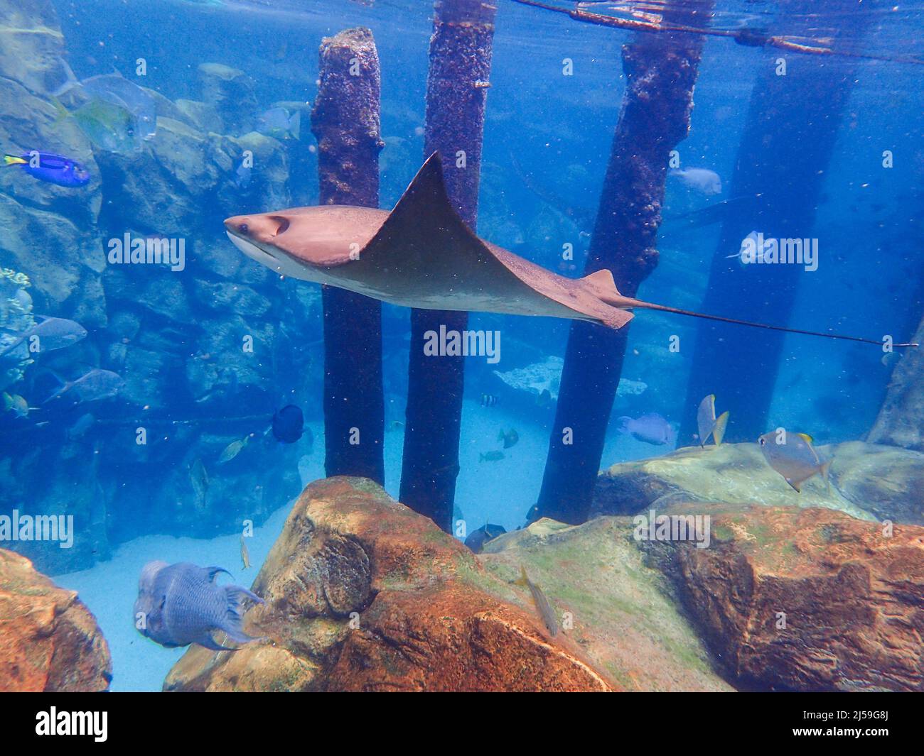 Cownose Ray swimming over coral reef, stingray Stock Photo - Alamy