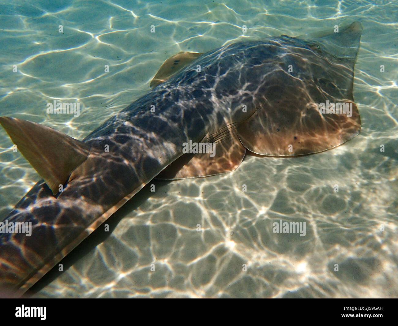 Underwater life sting ray swimming hi-res stock photography and images ...