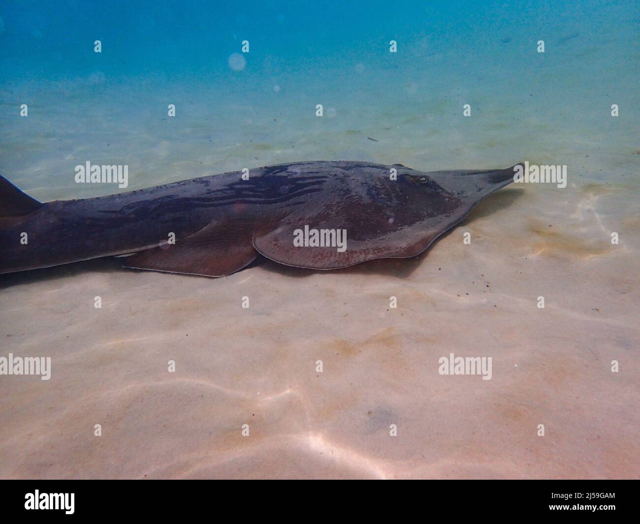 Shovelnose Ray swimming over coral reef, stingray Stock Photo - Alamy