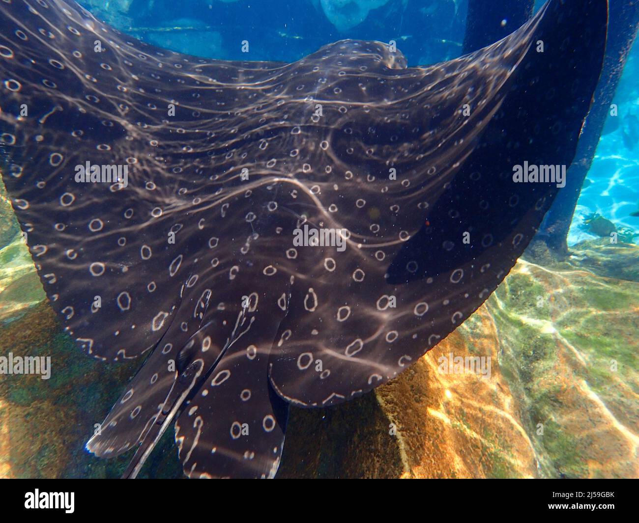 An Eagle Ray swimming over coral reef, stingray Stock Photo - Alamy