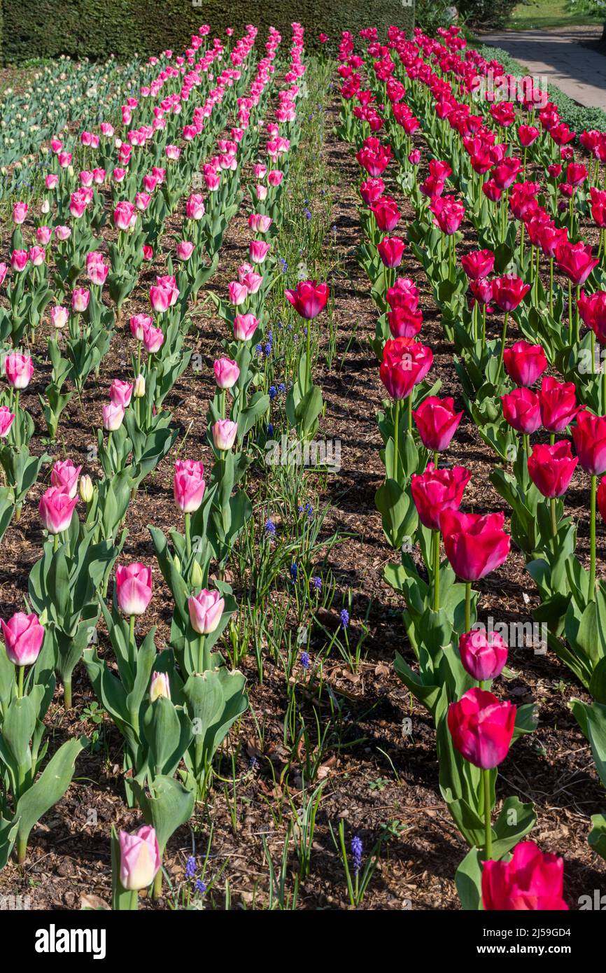 Dunsborough Park spring tulip festival in Surrey, England, UK, during ...