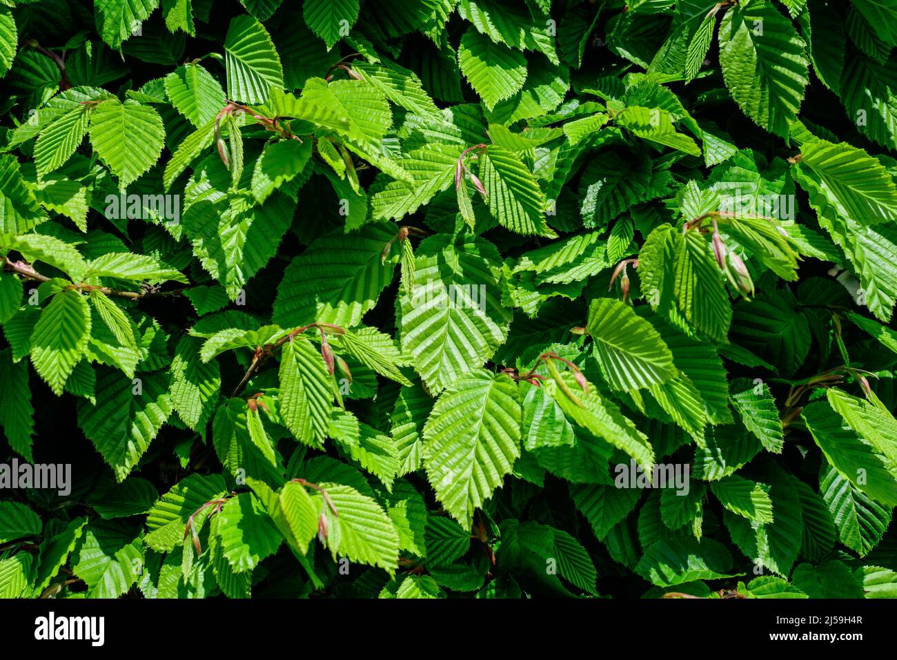 Textured natural background of many green leaves of Elm tree growing in ...