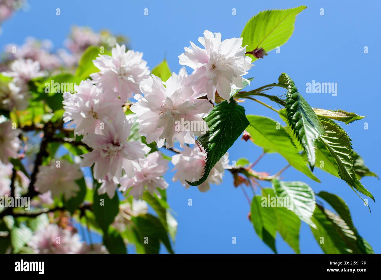 Close up of a branch with small pink cherry tree buds in full bloom ...