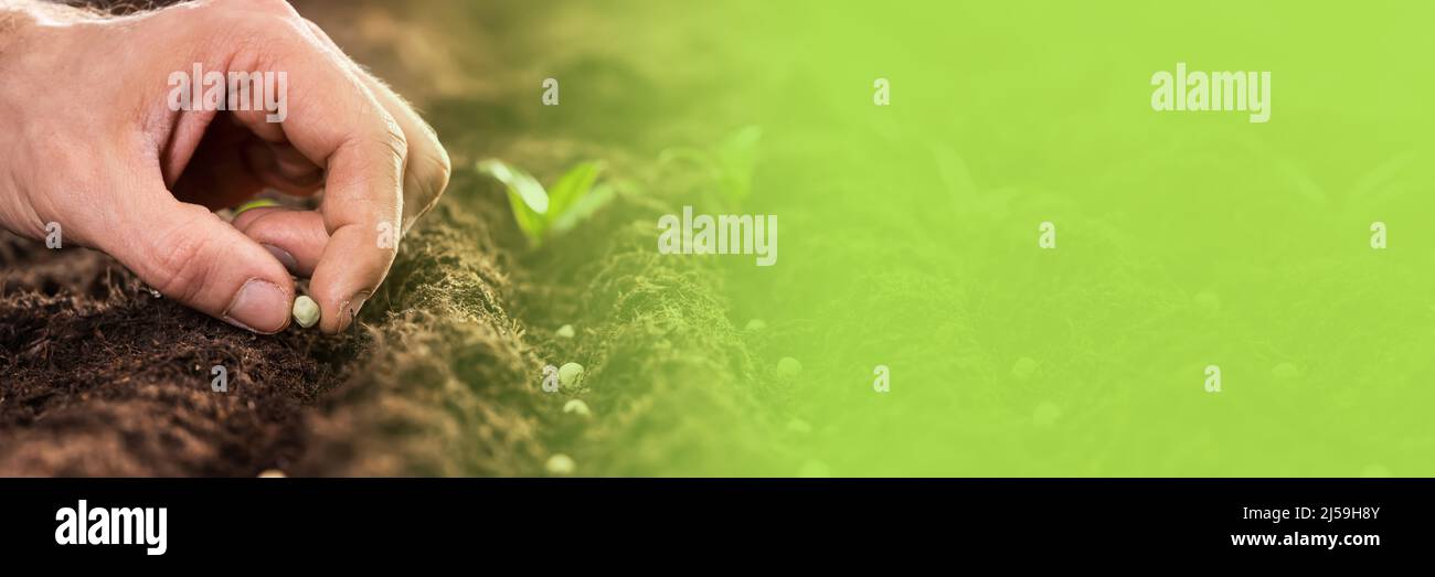 Sapling seed hi-res stock photography and images - Alamy