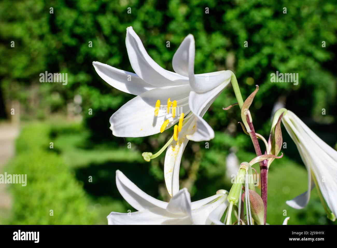 One large white flower of Lilium or Lily plant in a British cottage ...
