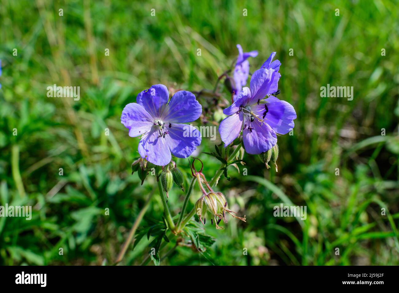 Delicate light blue flowers of Geranium pratense wild plant, commonly ...