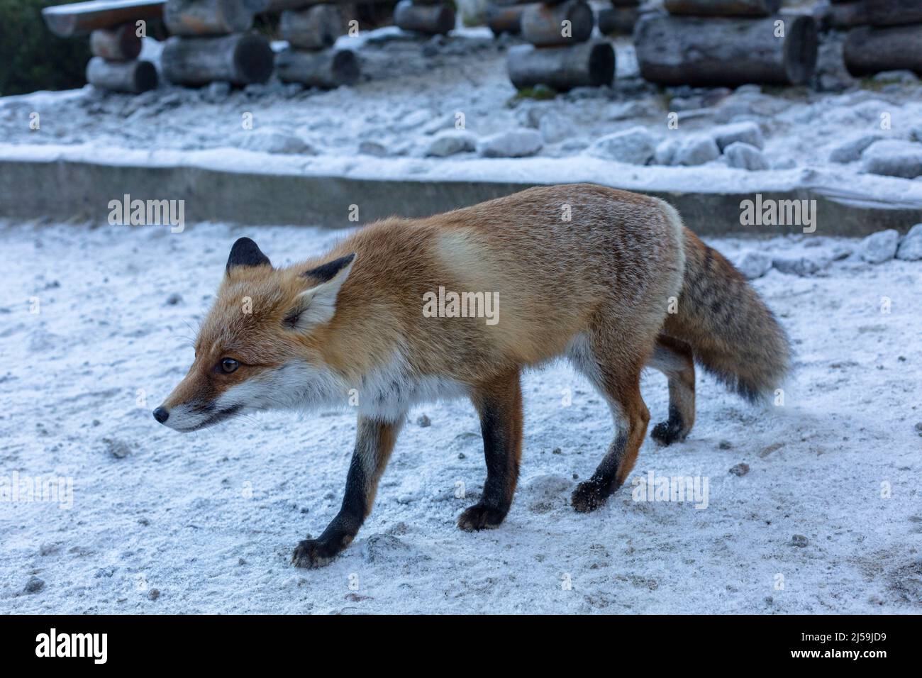 Red fox running in the snowy natural environment, High Tatra Mountains ...