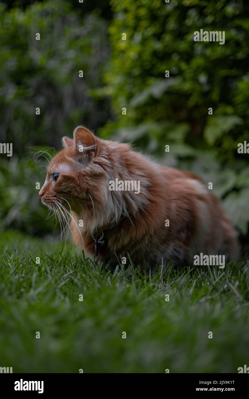 Cute Ginger Kitten sitting on grass in a traditional English summer ...