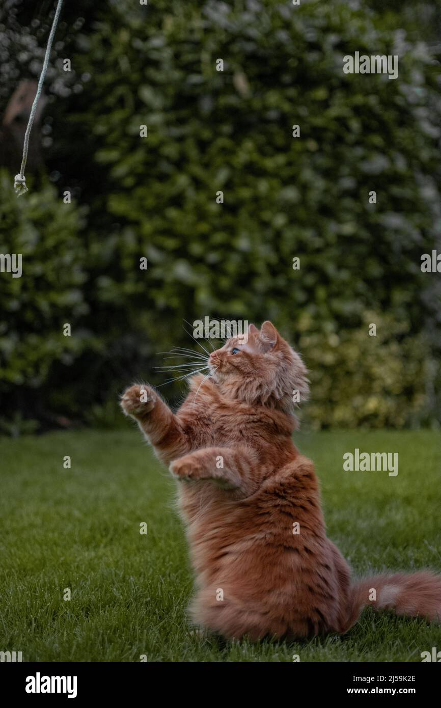 Children playing with kitten hi-res stock photography and images - Alamy