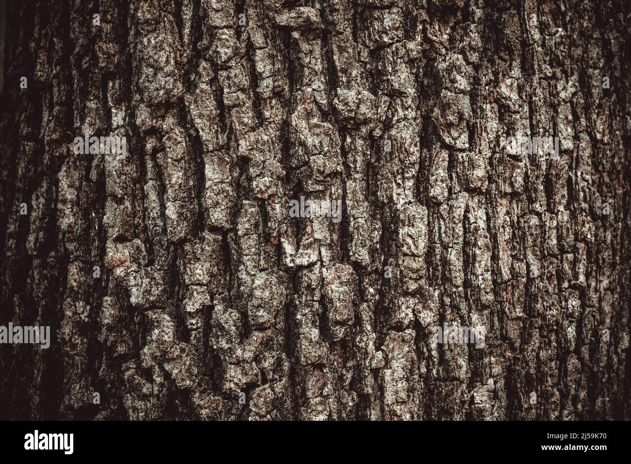 Brown oak tree bark background, close-up. Relief natural texture of oak ...