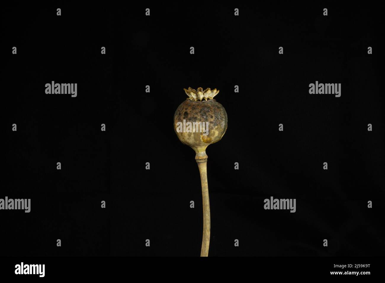 single old brown poppy seed head isolated on a black background Stock ...