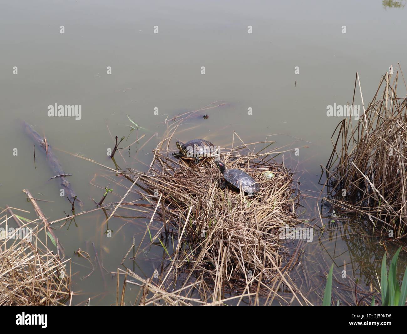 Red eared slider terrapins basking on reeds in village pond Stock Photo ...