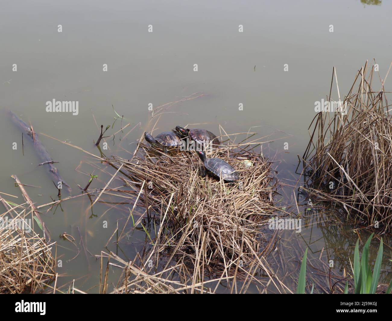 Red eared slider terrapins mating on reeds in village pond Stock Photo ...