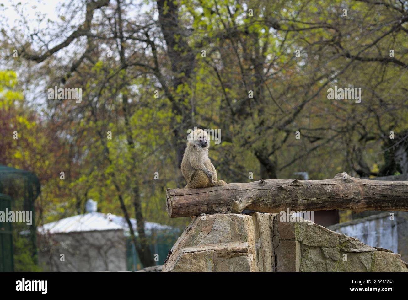 Baboon on a tree log, trees in background (blurred). Wroclaw Zoo ...