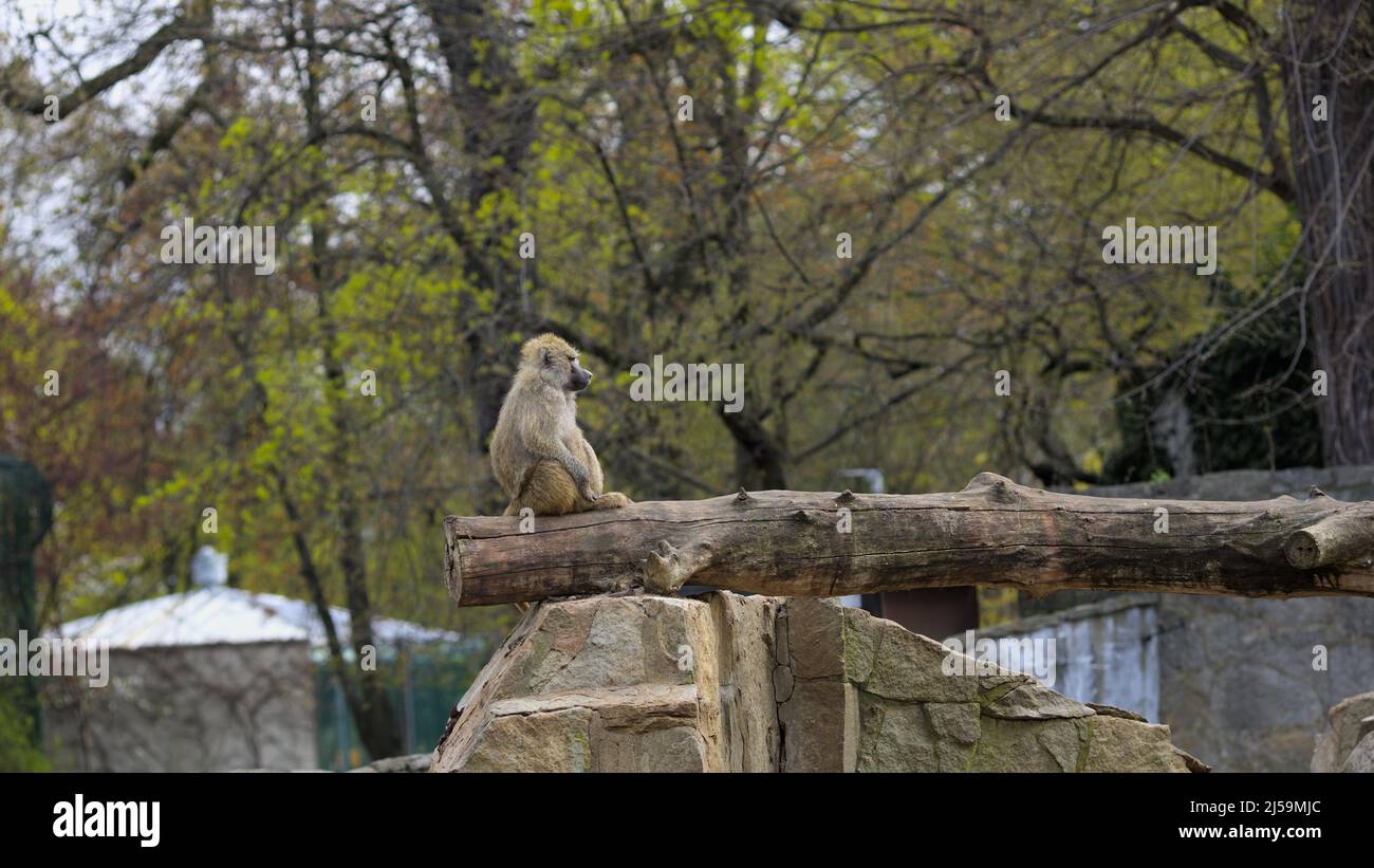 Baboon sitting on a tree log, trees in background (blurred). Wroclaw ...