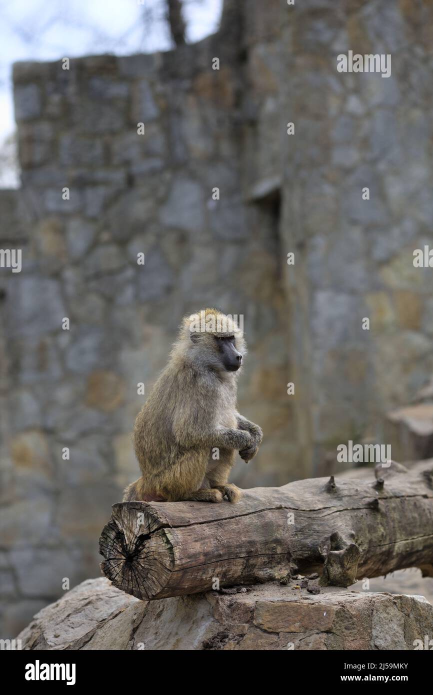 Baboon sitting on a tree log. Wroclaw Zoo, Poland Stock Photo - Alamy