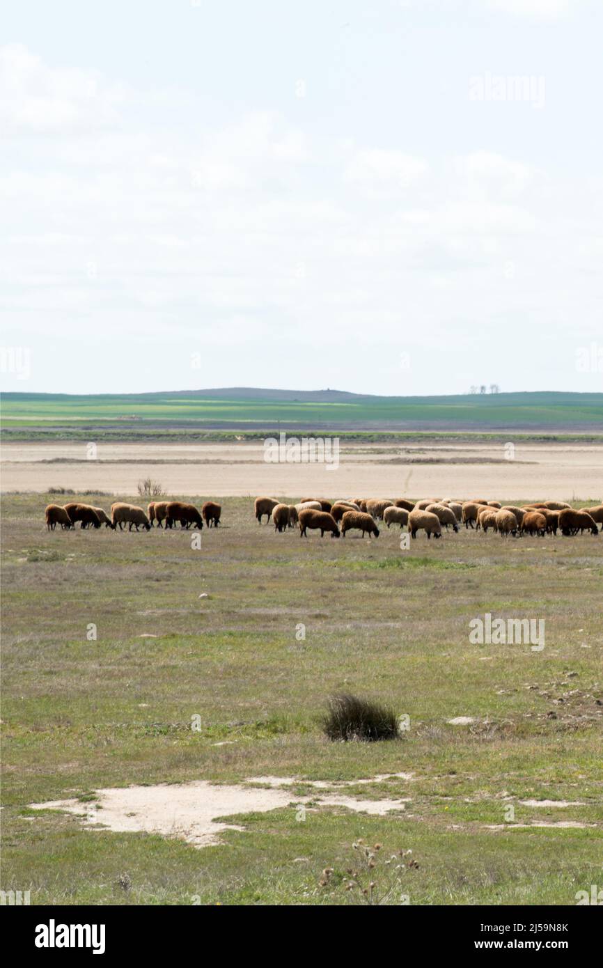 Vertical shot of a lock of sheep in a beautiful landscape. Springtime ...
