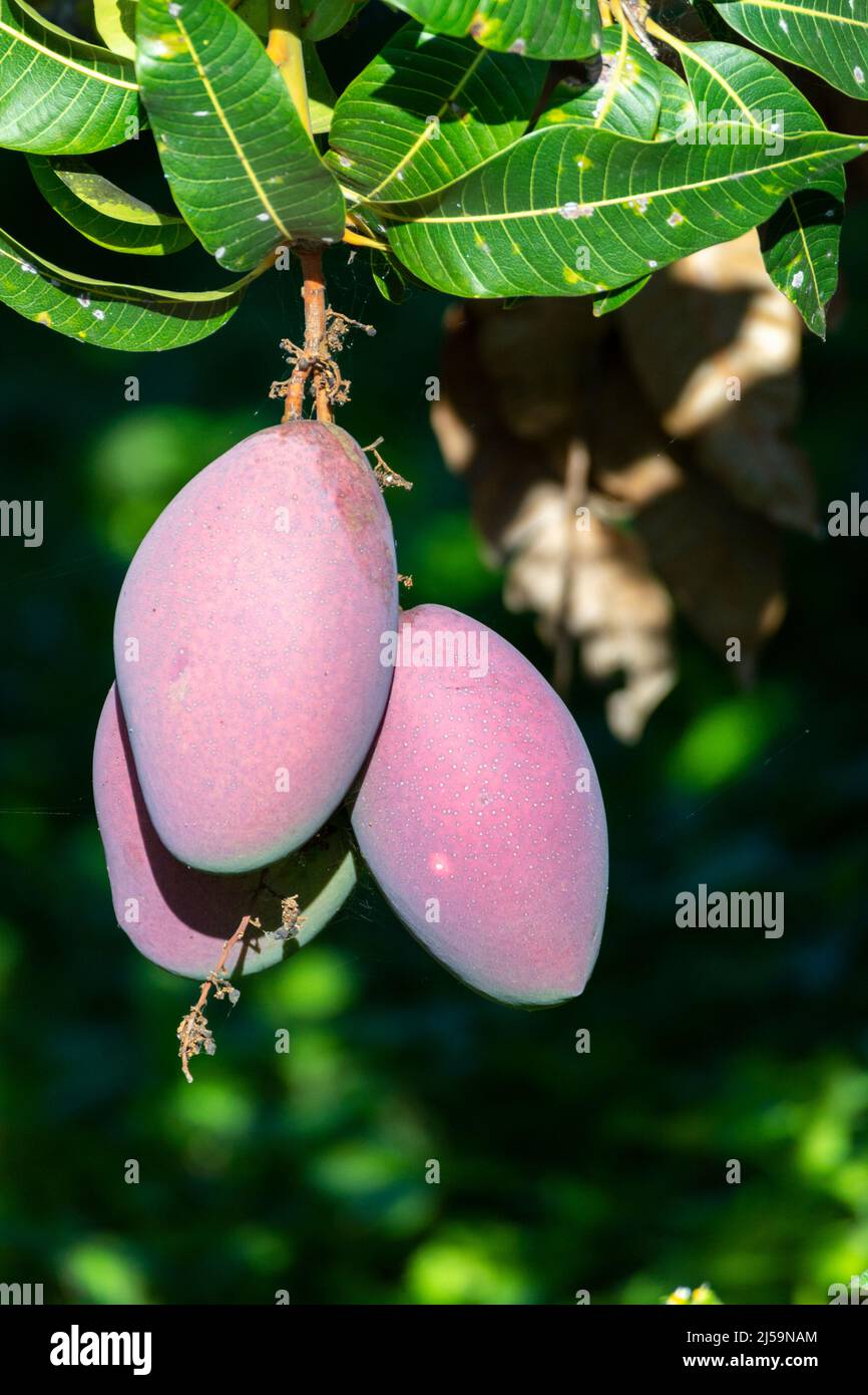 Cultivation of exotic sweet mango fruits on Canary islands, Spain. Ripe ...