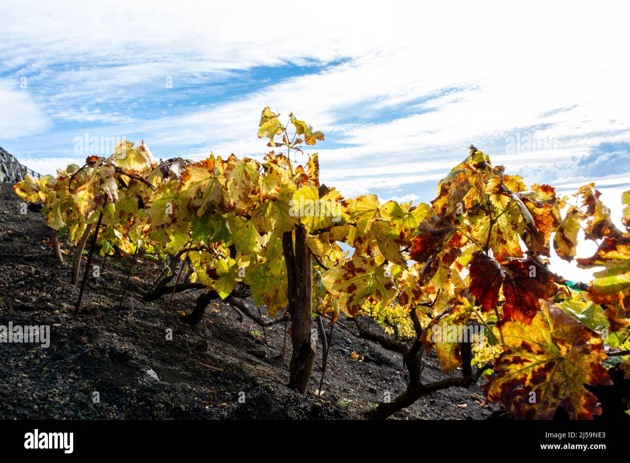 Colorful vineyards in winter located on mountain slope on black ...