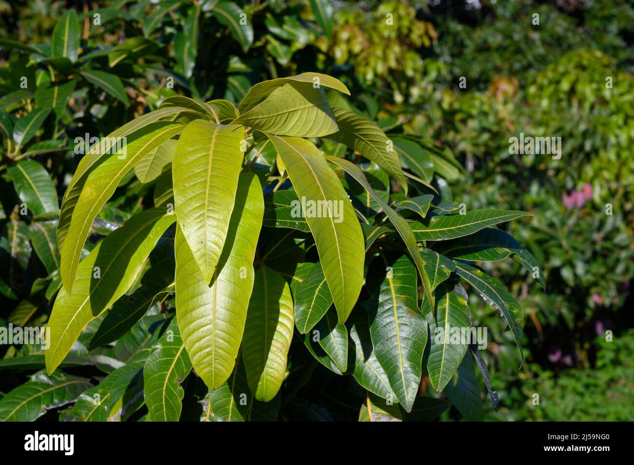 Cultivation of exotic sweet mango fruits on Canary islands, La Palma ...