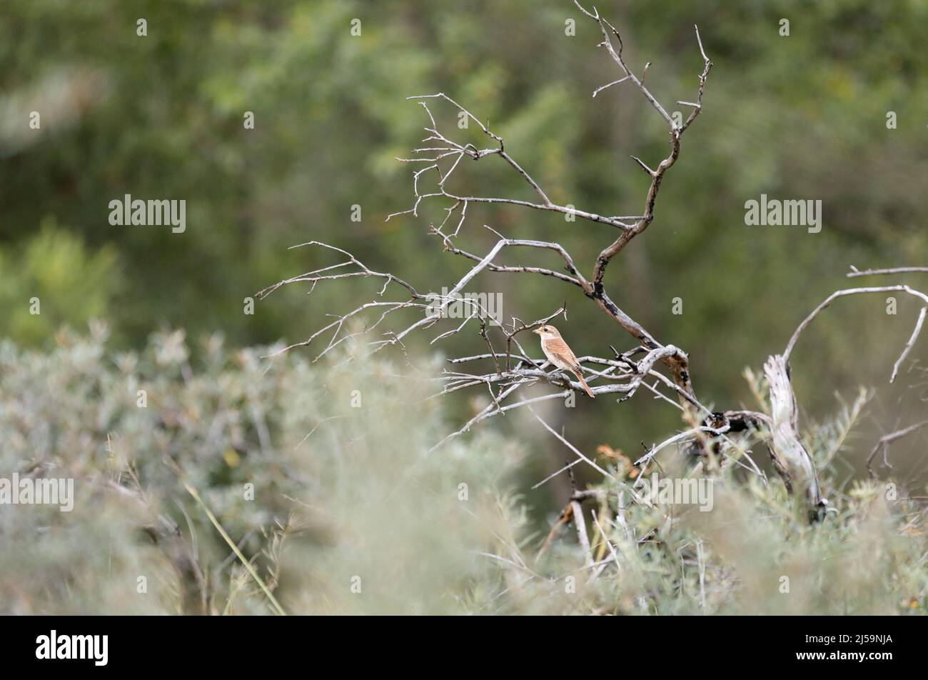 Red backed shrike on a tree hi-res stock photography and images - Alamy