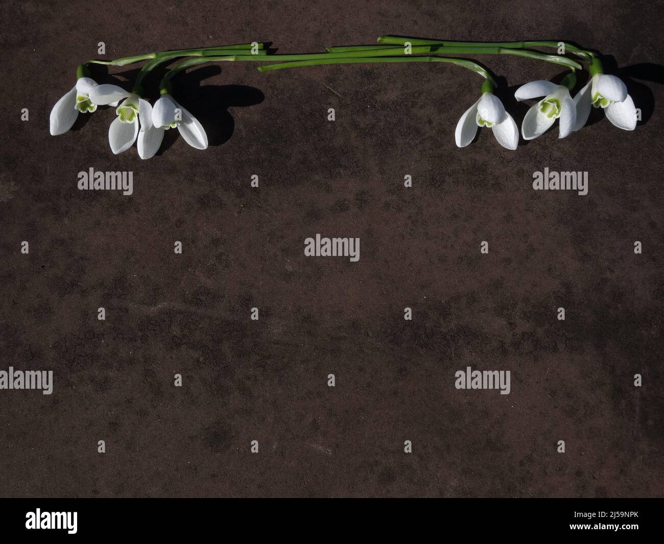 Snowdrop like flowers hi-res stock photography and images - Alamy