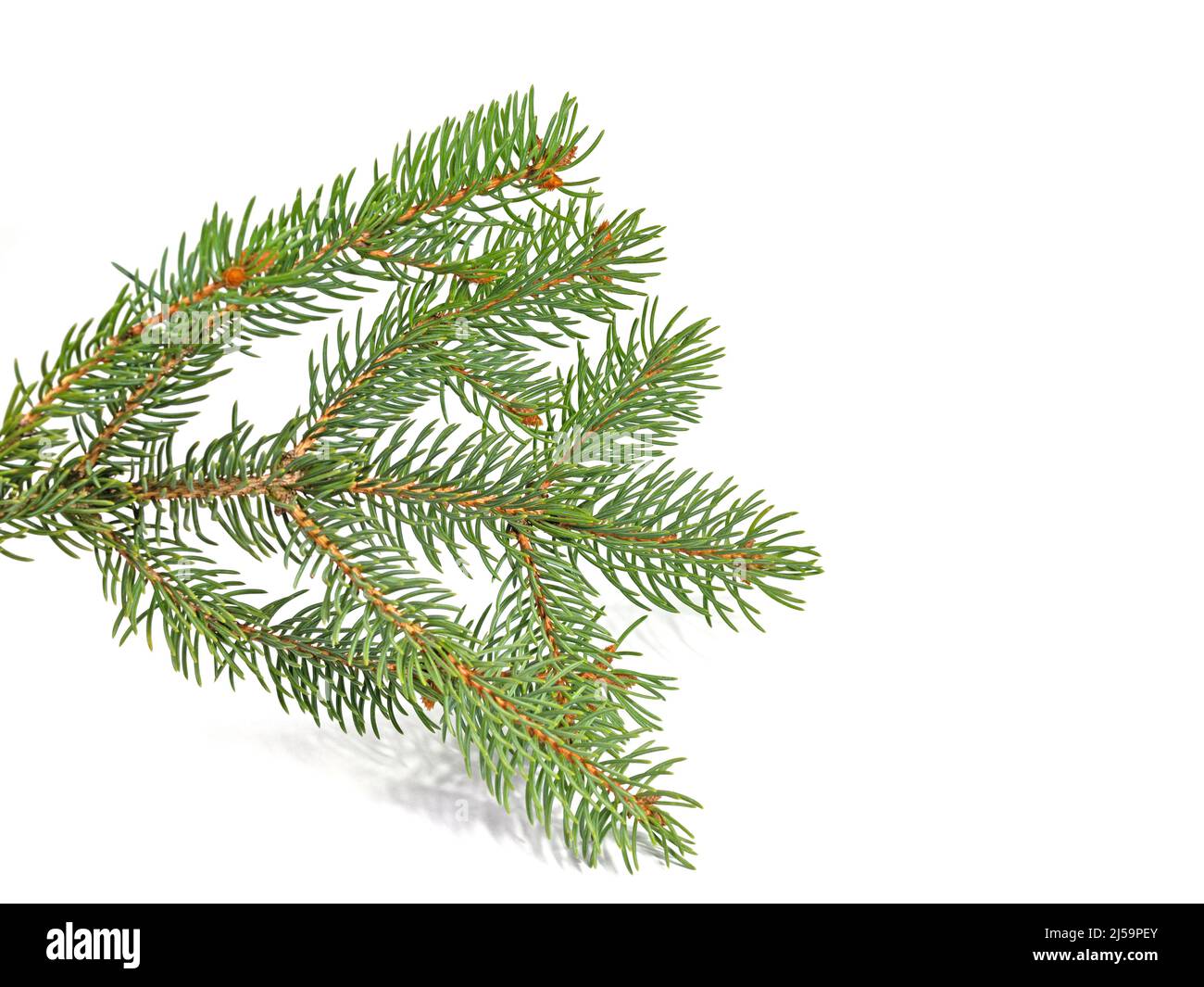 Blue Spruce, twig against white background Stock Photo - Alamy