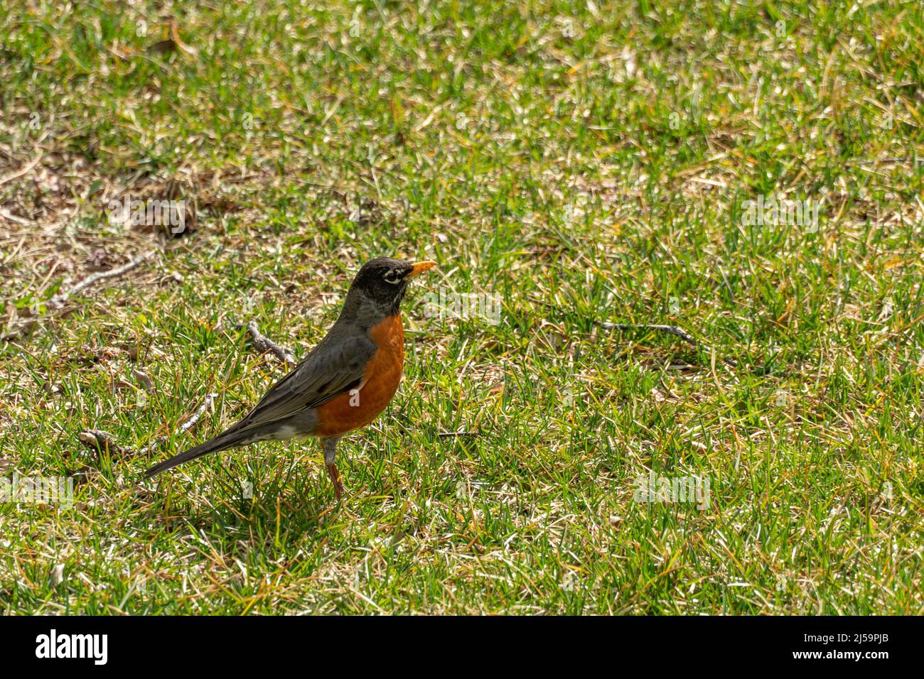 American robin beautiful bird hi-res stock photography and images - Alamy
