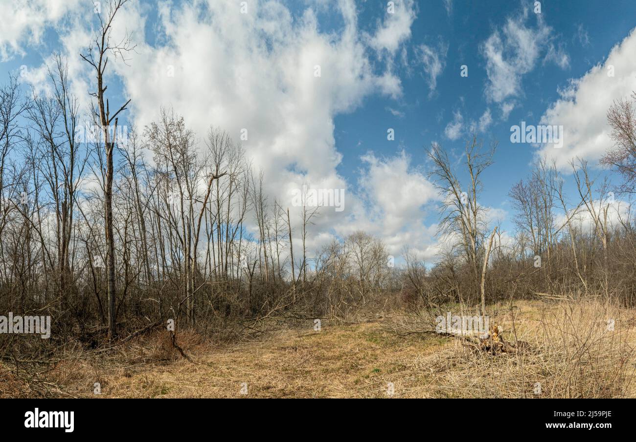 Scenic blue sky with white clouds looming over wild forest Stock Photo ...