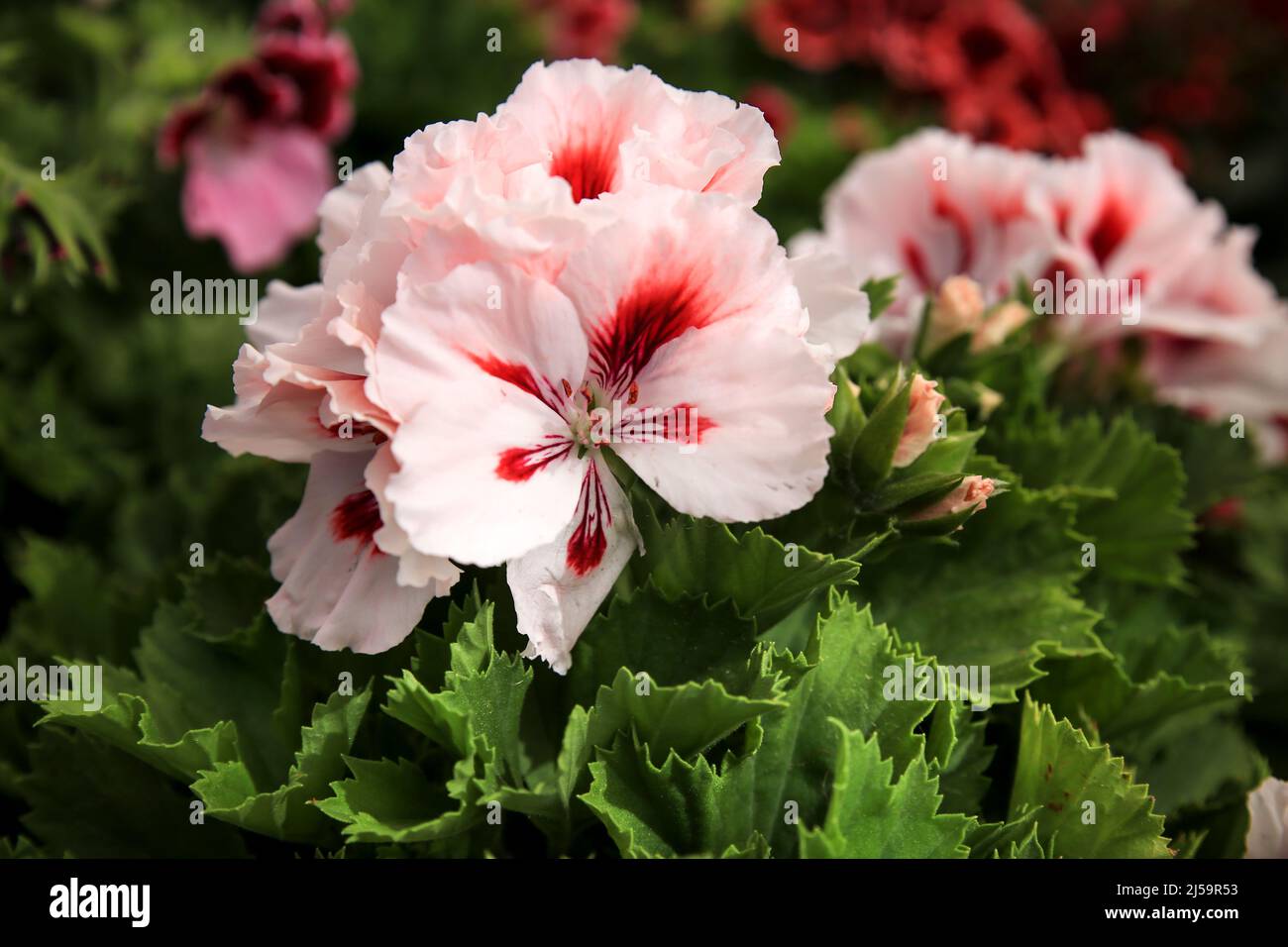 Colorful Pelargonium Hybridum flowers in the garden Stock Photo - Alamy