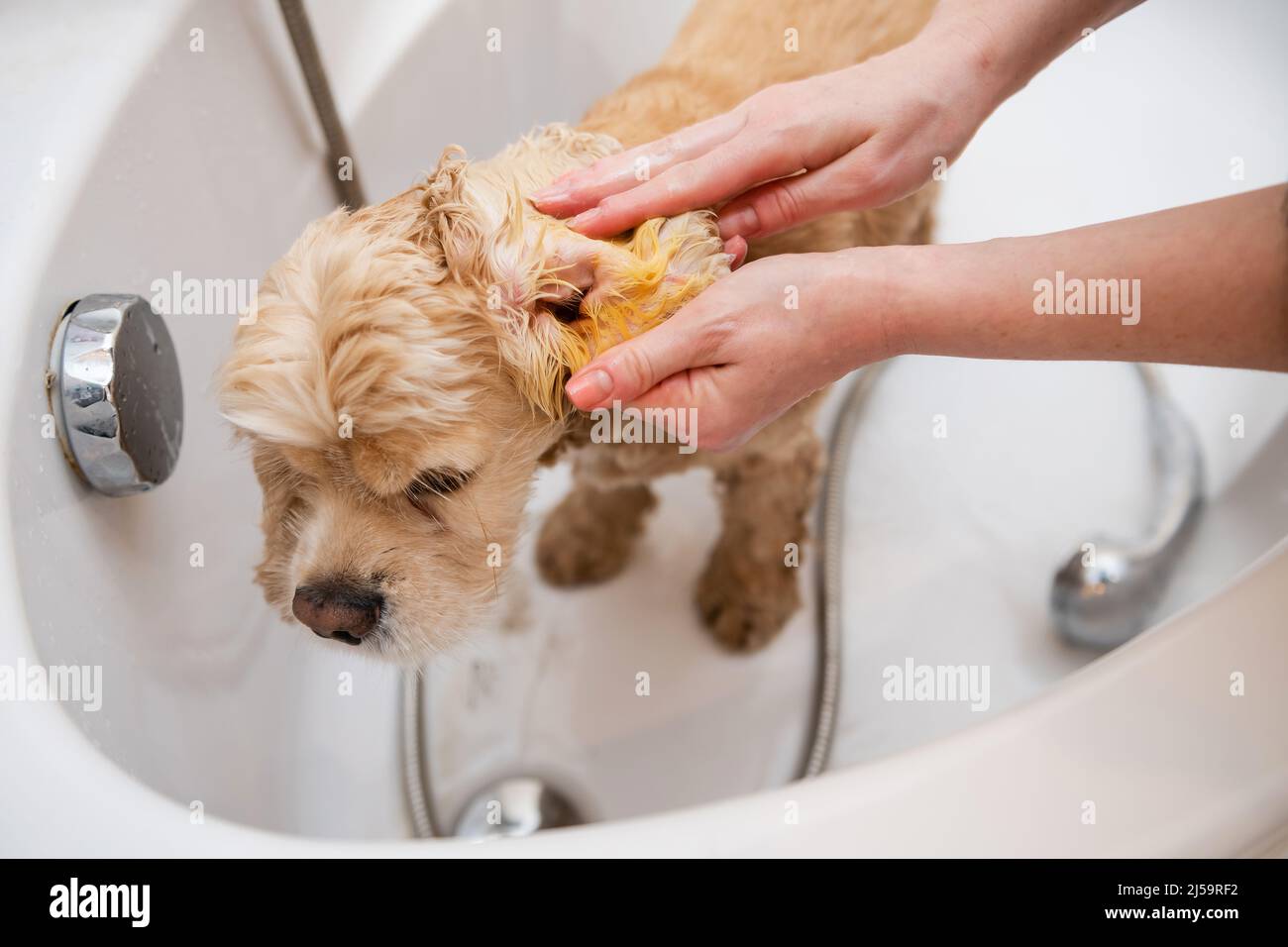 Female hands are washing dog ears in the bathroom. Close-up. Grumer ...