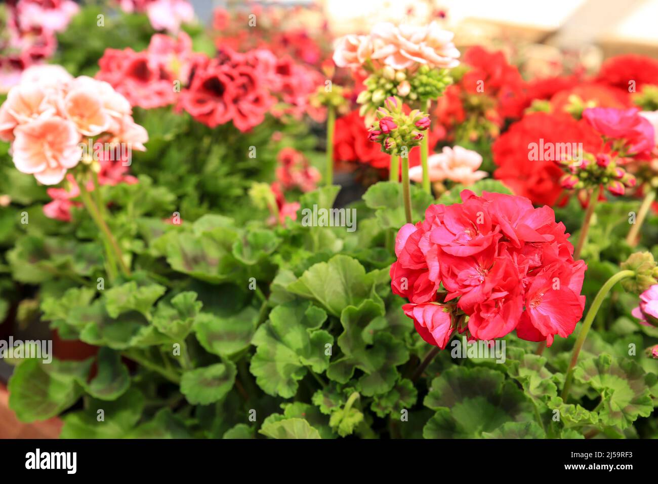 Geranium pelargonium pelargonium zonale hybrid hi-res stock photography ...